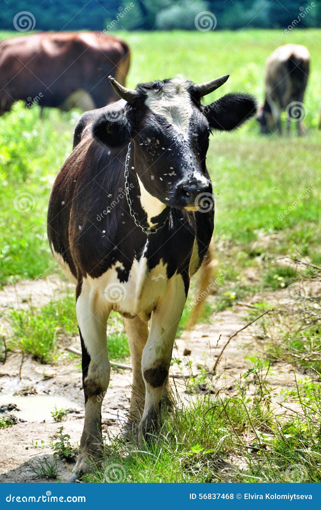 Cow With Flies Stock Photography | CartoonDealer.com #56837468