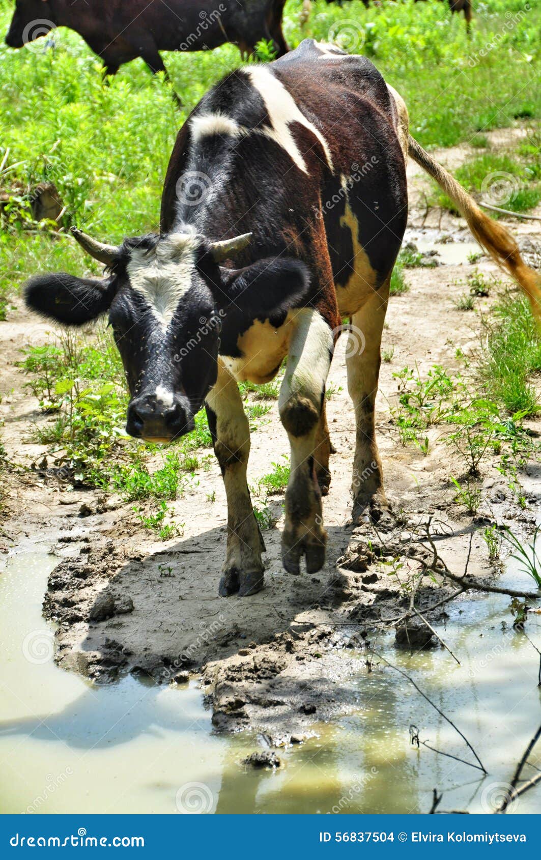 Cow with flies stock photo. Image of frustrating, agricultural - 56837504
