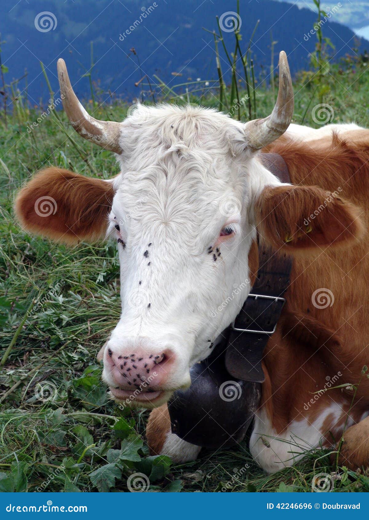 Cow with flies stock photo. Image of brown, countryside - 42246696