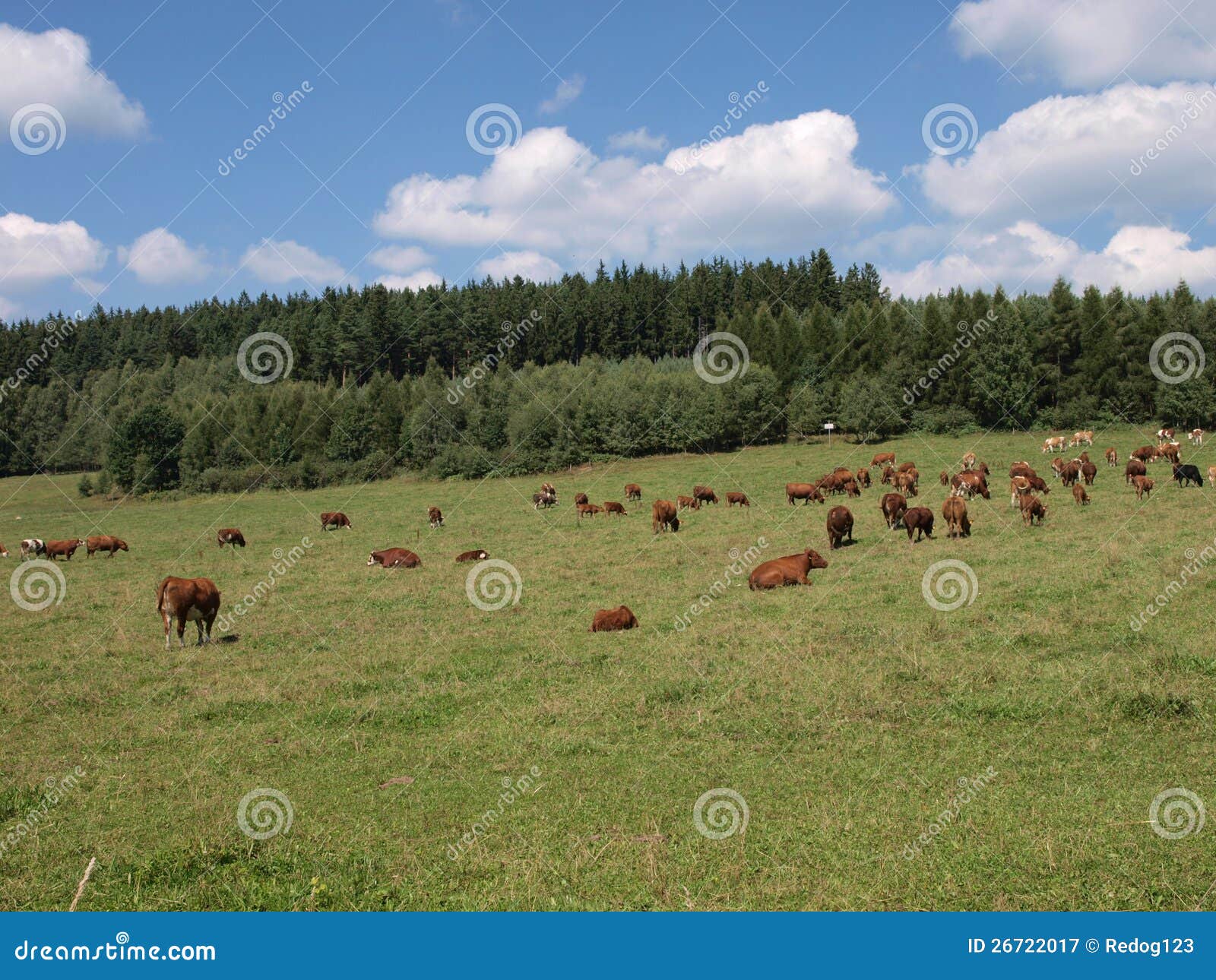 Cow flock on a pasture stock image. Image of grass, beef - 26722017