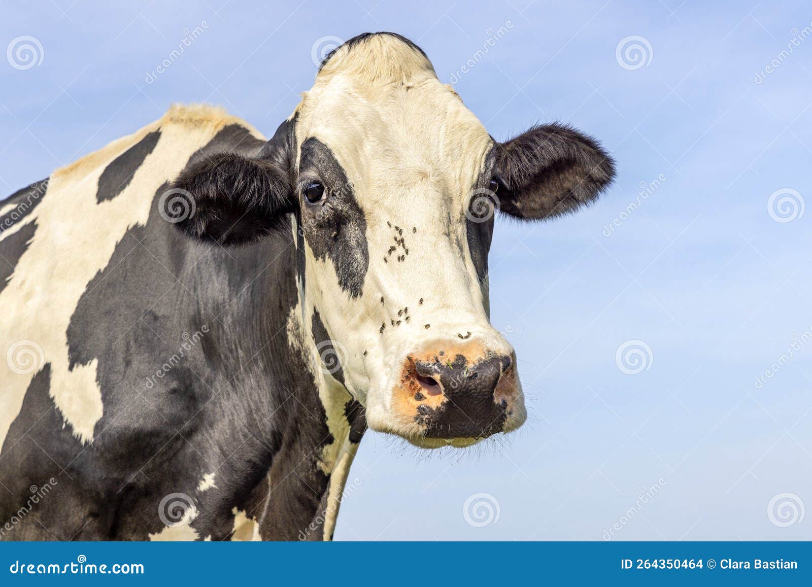 Cow with Fly on Face, Eye Patch Black and White, Looking at the Camera ...