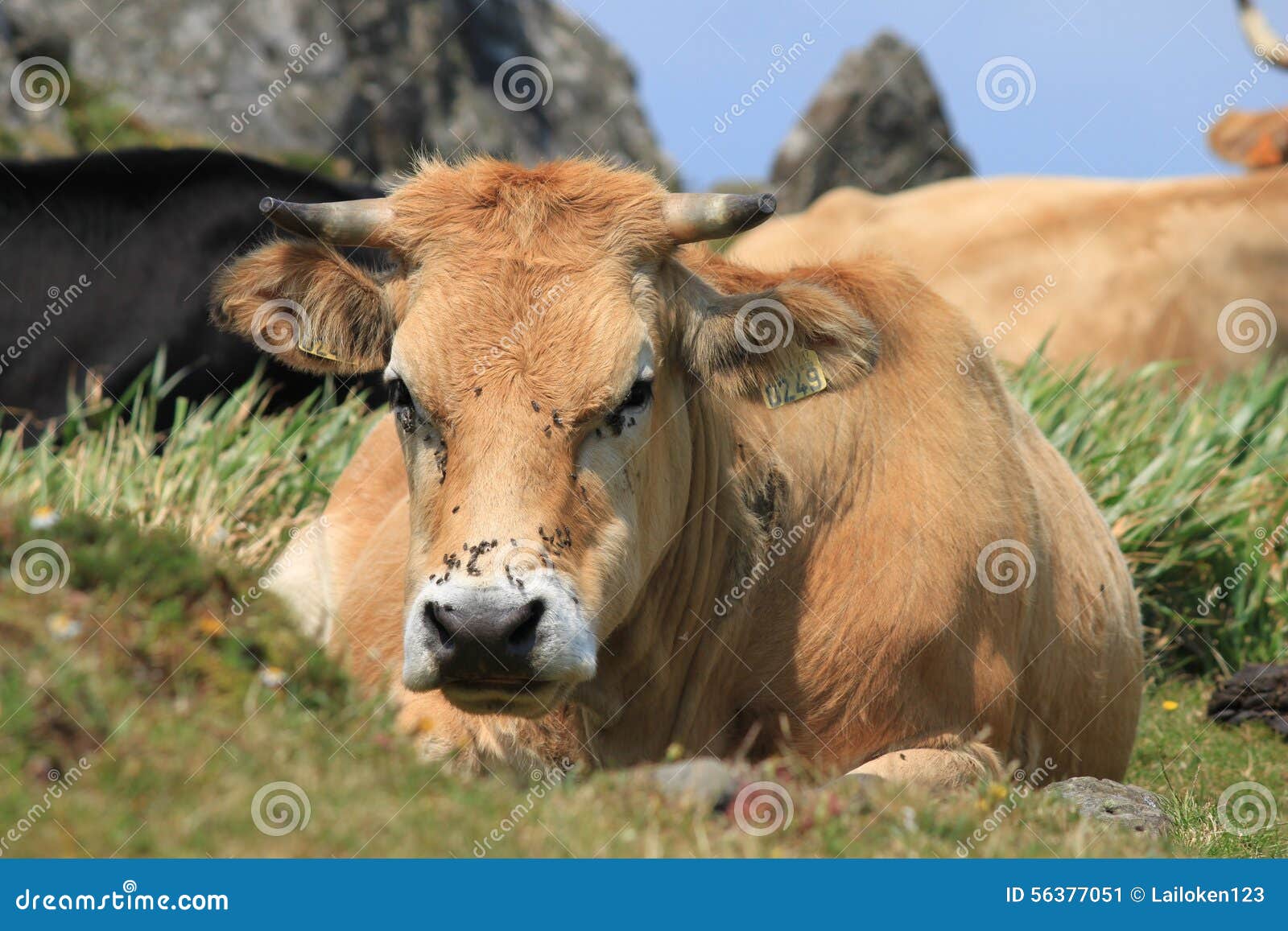 Cow and fly stock image. Image of animal, country, field - 56377051