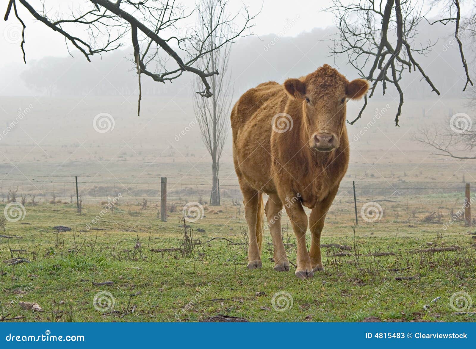 Cow in the fog stock image. Image of agriculture, countryside - 4815483