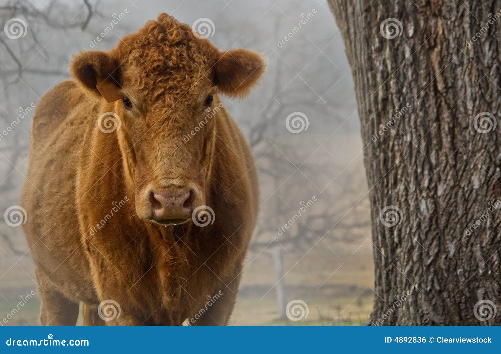 Cow in the fog stock photo. Image of agriculture, farm - 4892836
