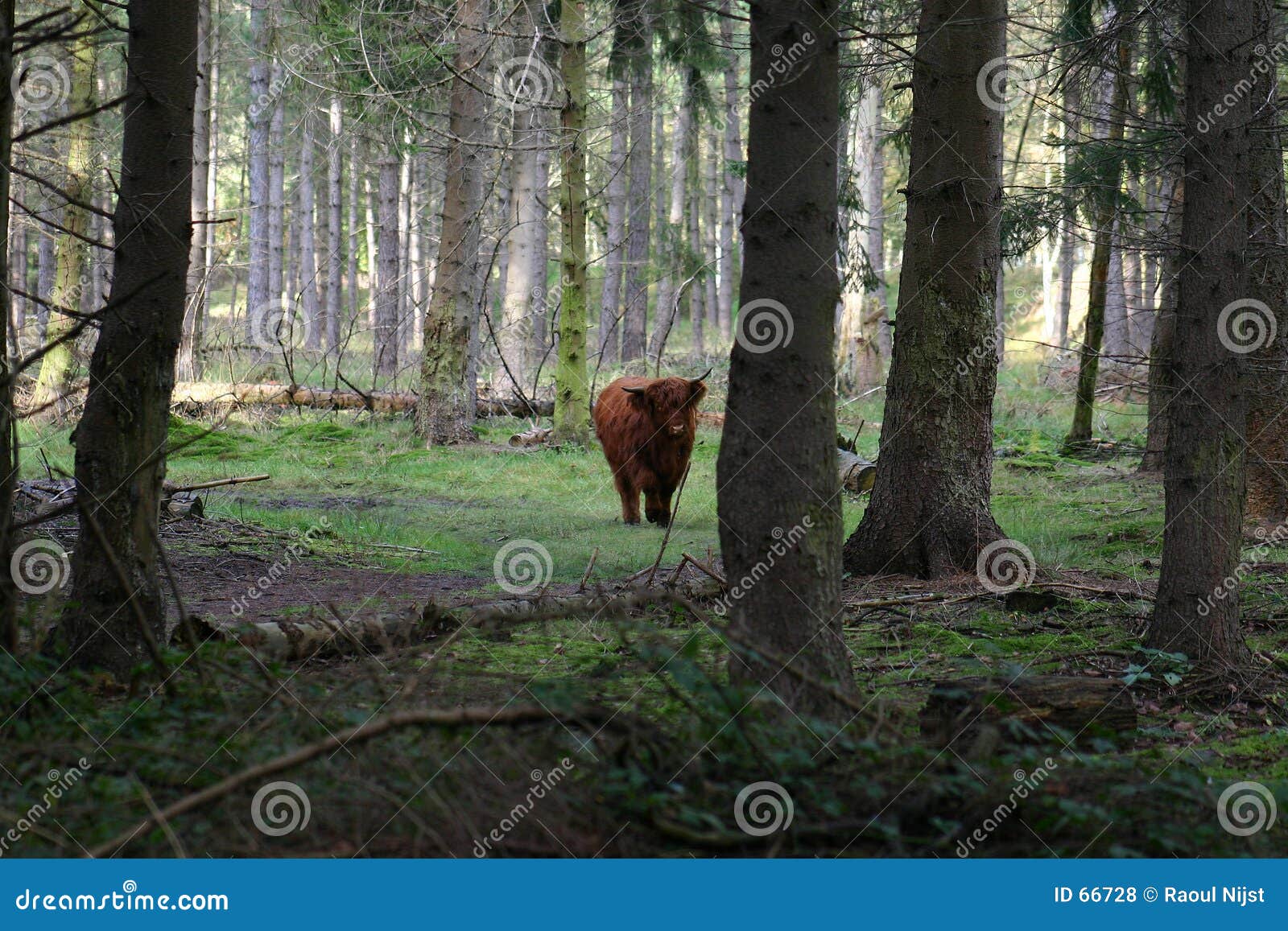 Cow in the forest stock photo. Image of holland, trees, forest - 66728
