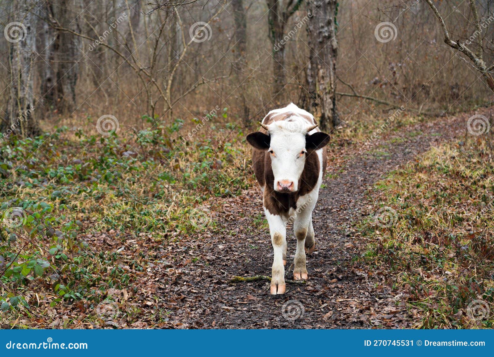 Cow in the Forest in Early Spring Stock Image - Image of grazing, large ...
