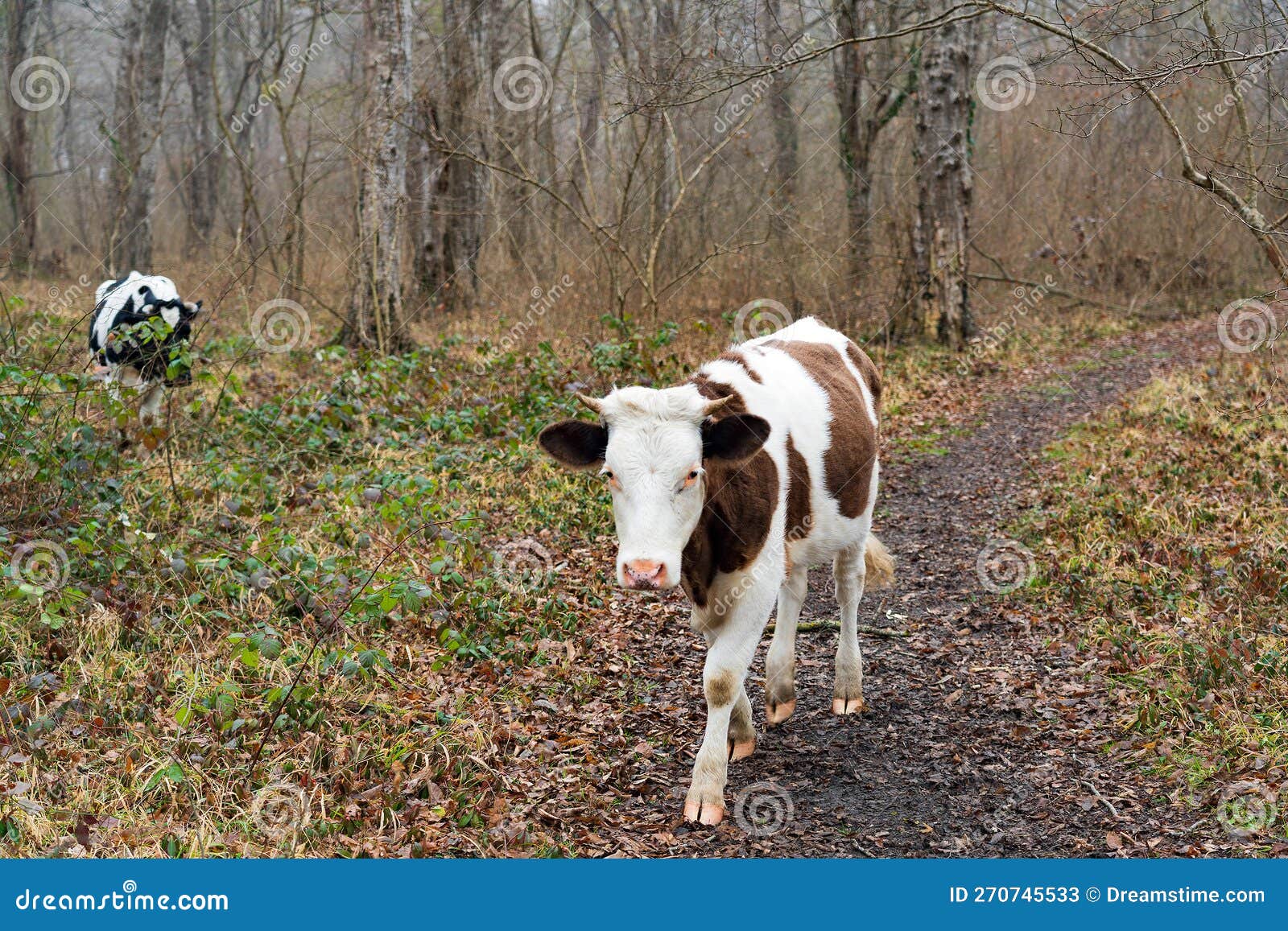 Cow in the Forest in Early Spring Stock Image - Image of bovine ...