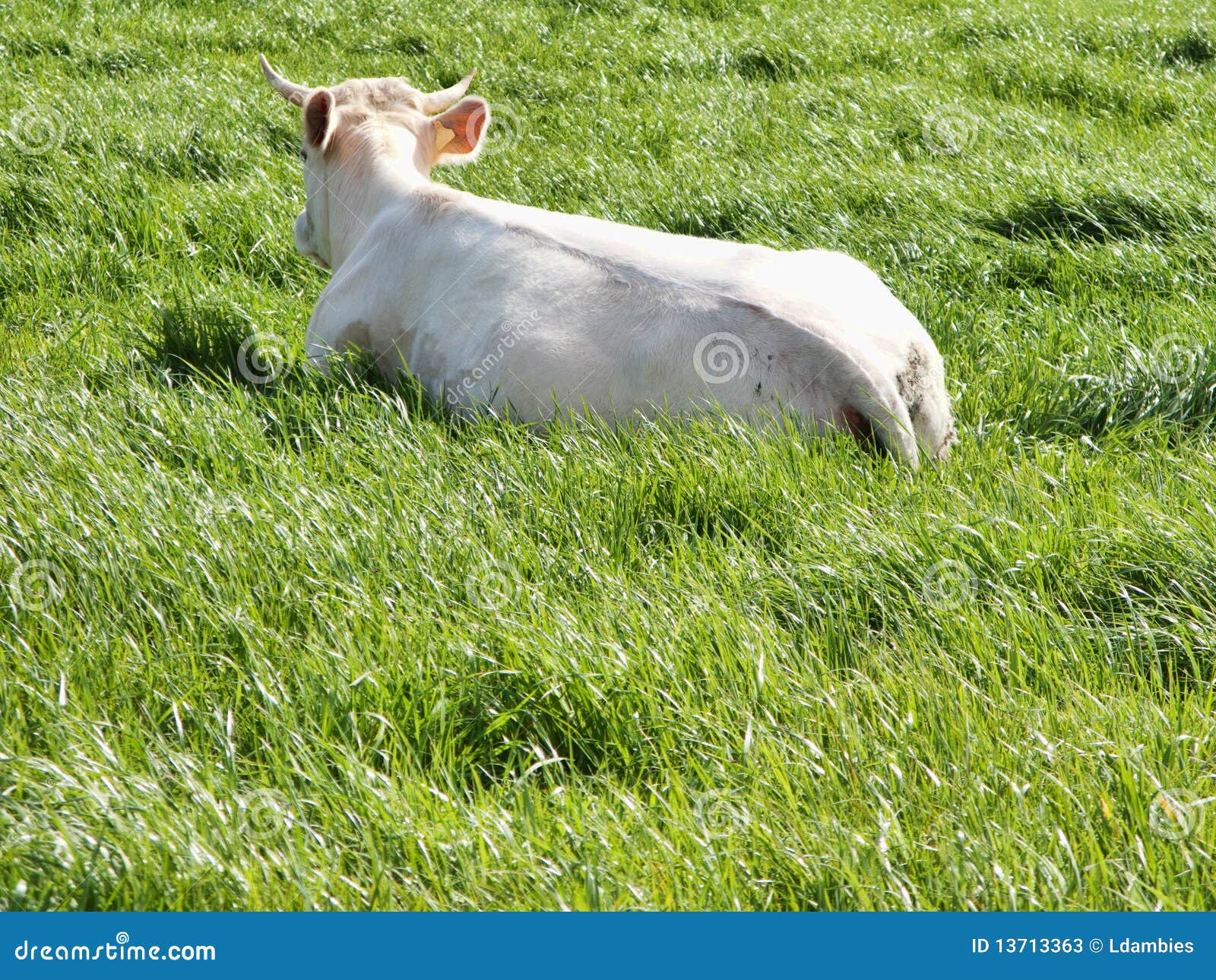 Cow in fresh grass stock image. Image of dairy, agriculture - 13713363
