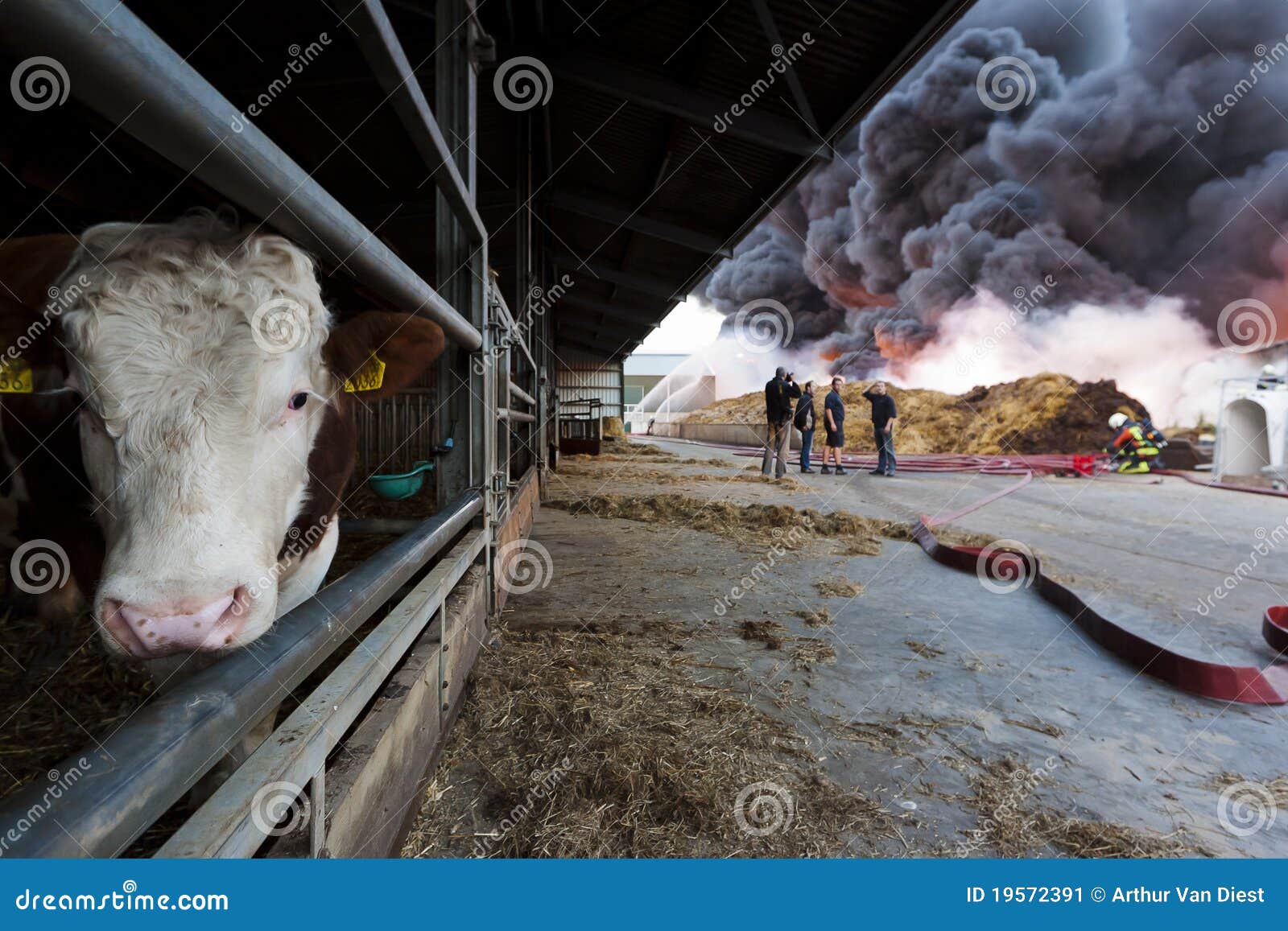 Cow in front of fire stock image. Image of firefighter - 19572391