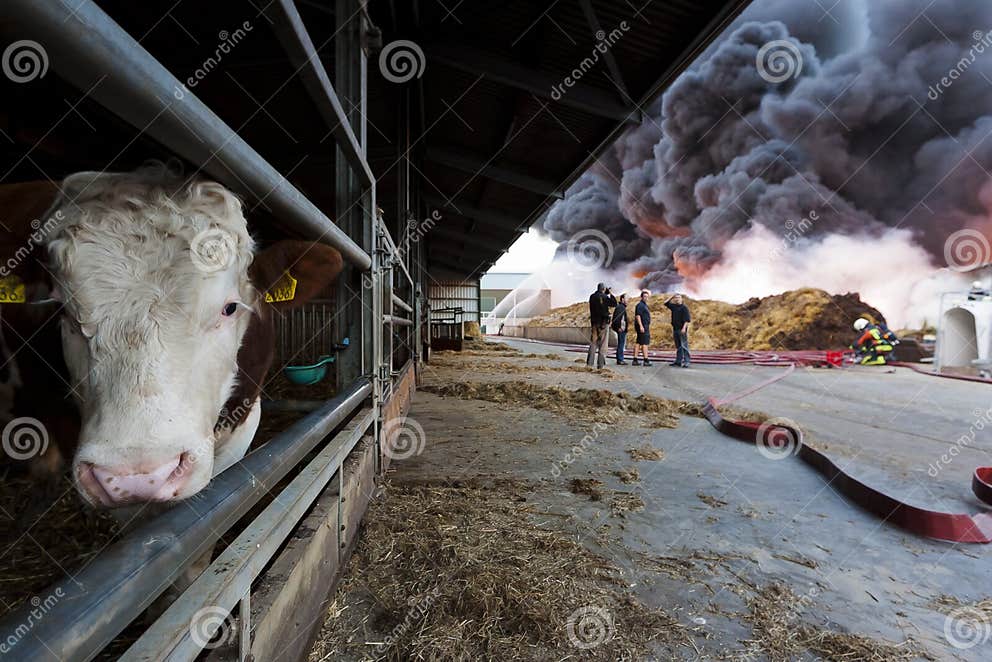 Cow in front of fire stock image. Image of firefighter - 19572391