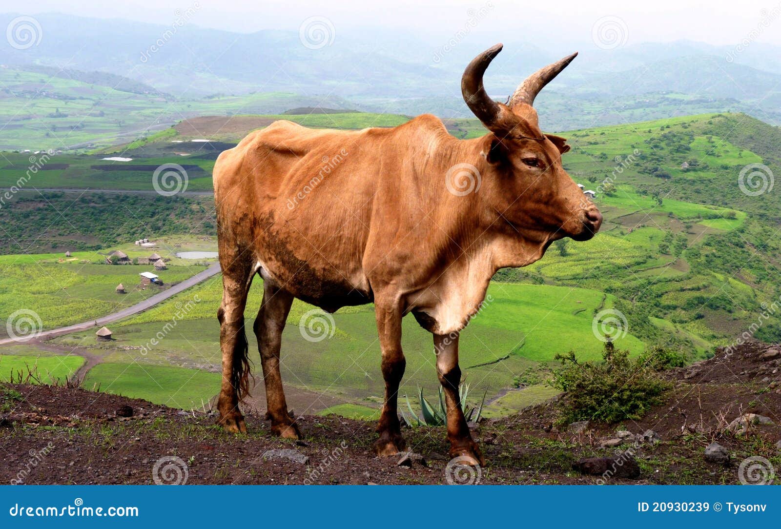 Cow in front of Landscape stock image. Image of landscape - 20930239