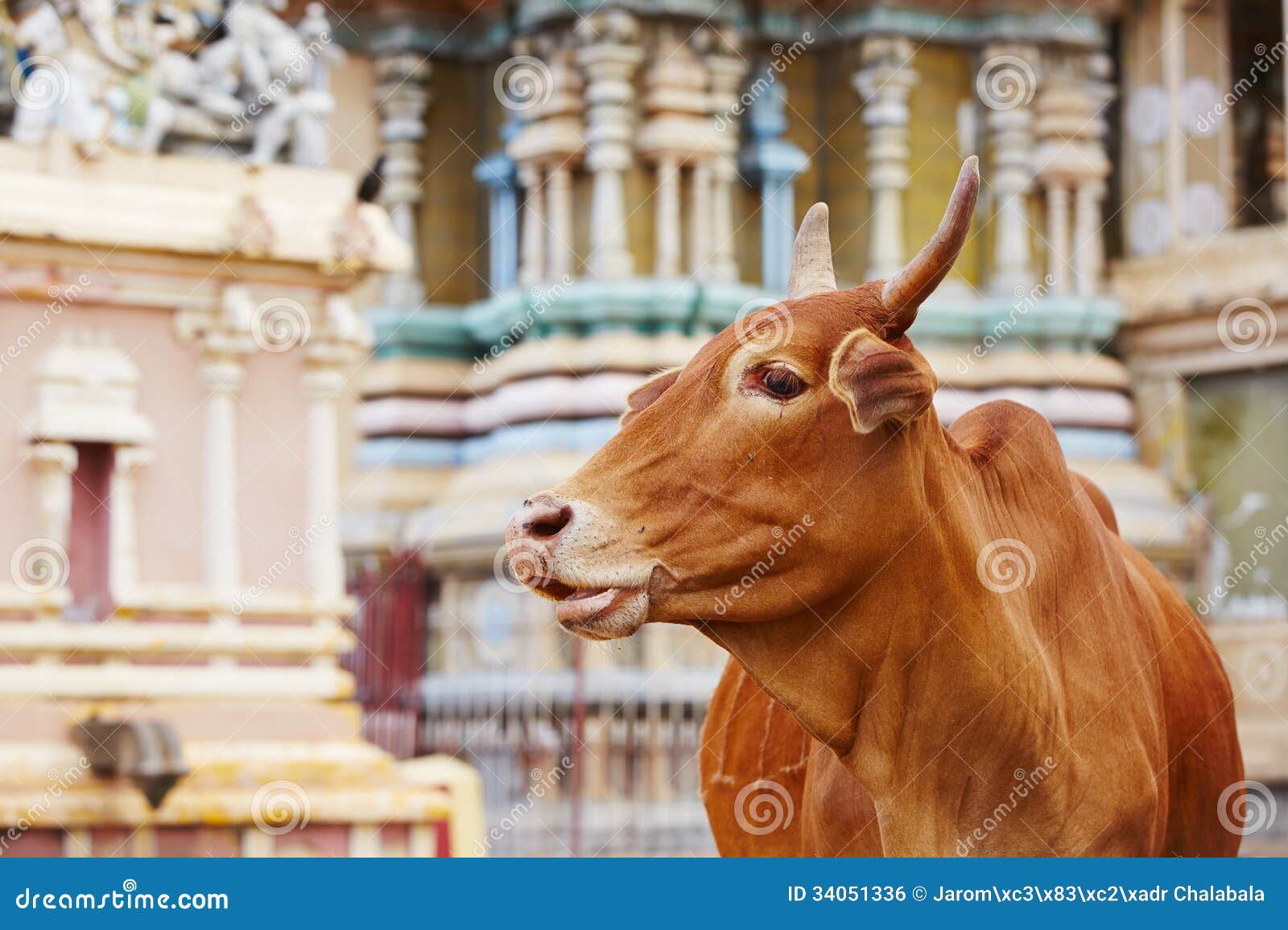 Cow in front of temple stock photo. Image of culture - 34051336