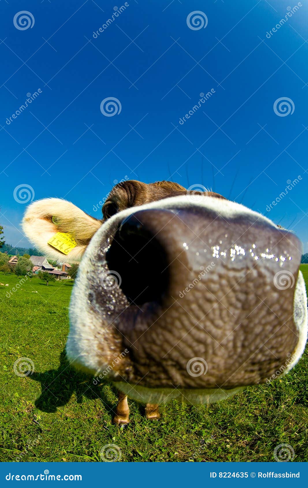 Cow, Funny Fisheye Nose Close Up Stock Image - Image of funny, cattle ... Cow, Funny Fisheye Nose Close Up Stock Image - Image of funny, cattle ...