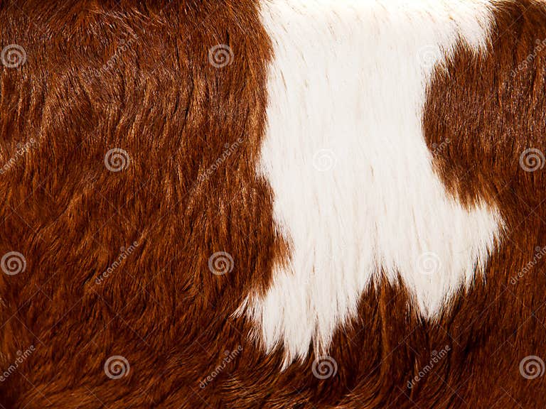 Cow fur background stock image. Image of animals, texture - 38174687