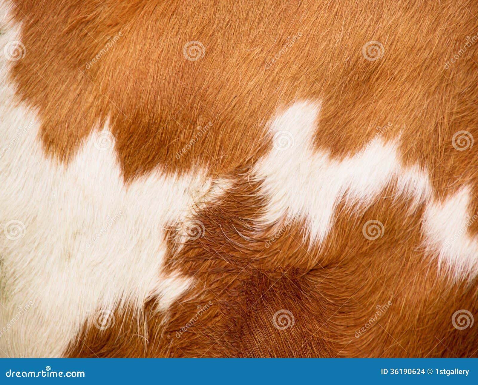 Cow fur background (9) stock photo. Image of hair, closeup - 36190624