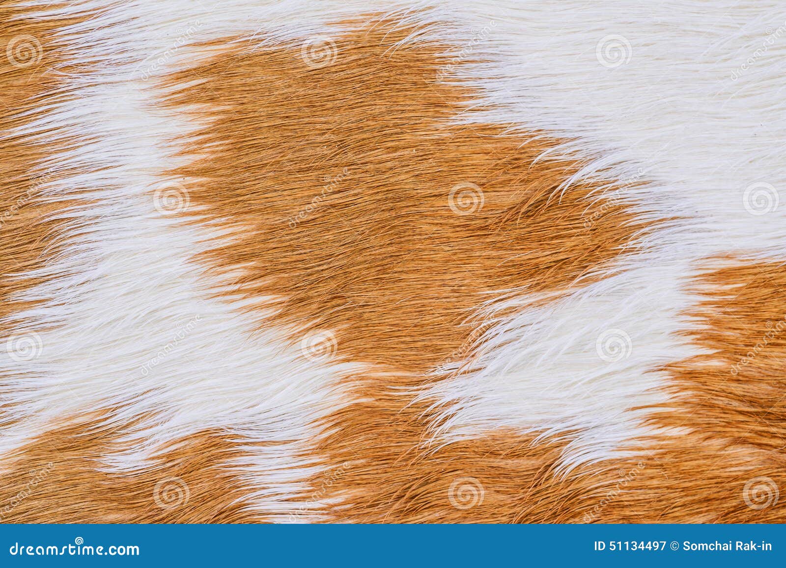 Cow fur (skin) texture. stock image. Image of decor, yellow - 51134497