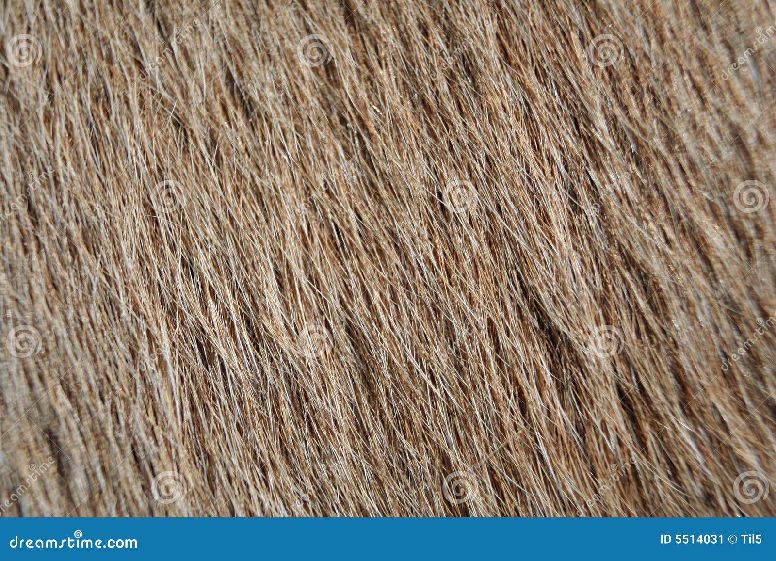 Cow fur texture stock image. Image of coat, bull, texture - 5514031