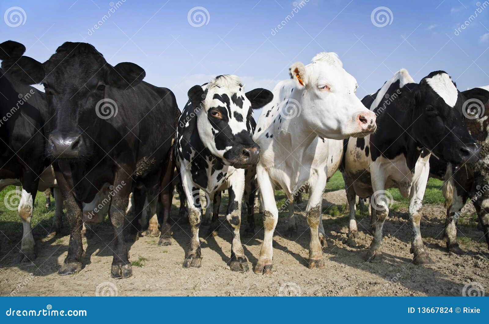 Cow gang stock photo. Image of grass, funny, farm, animal - 13667824