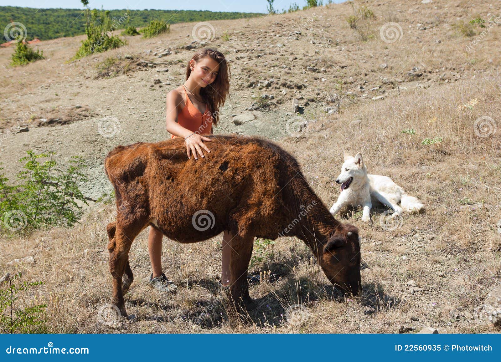 Girl Tending Cows Royalty-Free Stock Photo | CartoonDealer.com #74094033