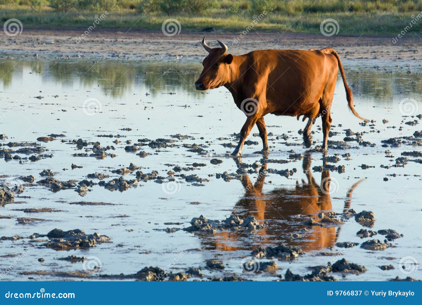 Cow go by swamp stock image. Image of green, marsh, herd - 9766837