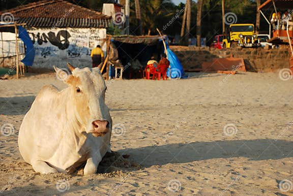 Cow on Goa Beach stock image. Image of sail, summer, nature - 14400043