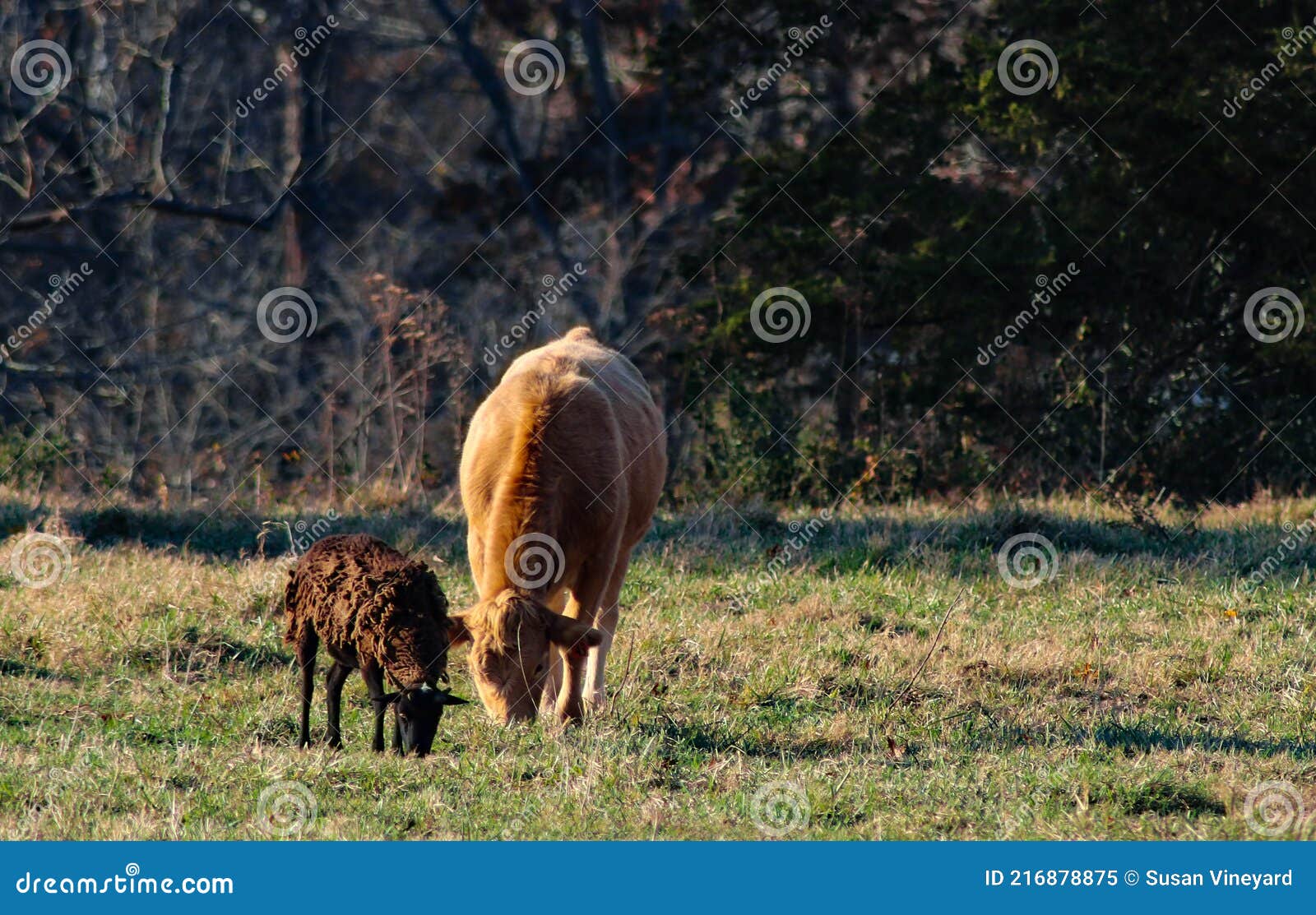 Cow And Goat Grazing Together In Field With Trees In Background Stock ...