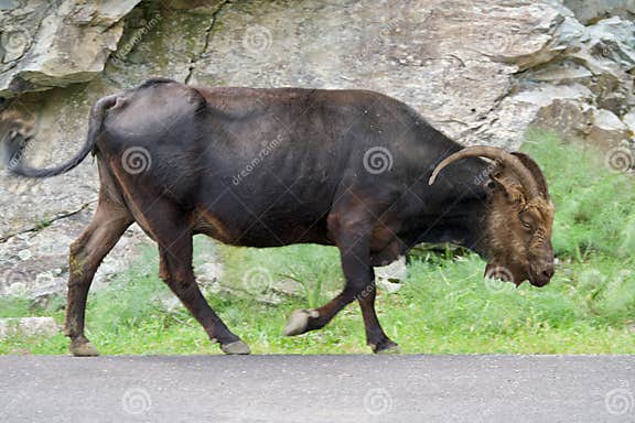 Cow with a goat head stock image. Image of cattle, healthy - 218848281