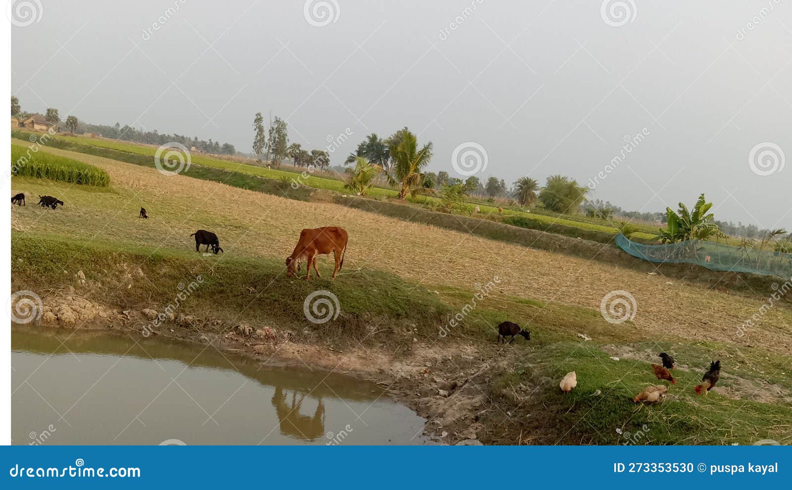 Cow, Goat, Hen in Paddy Field Stock Photo - Image of paddy, field ...