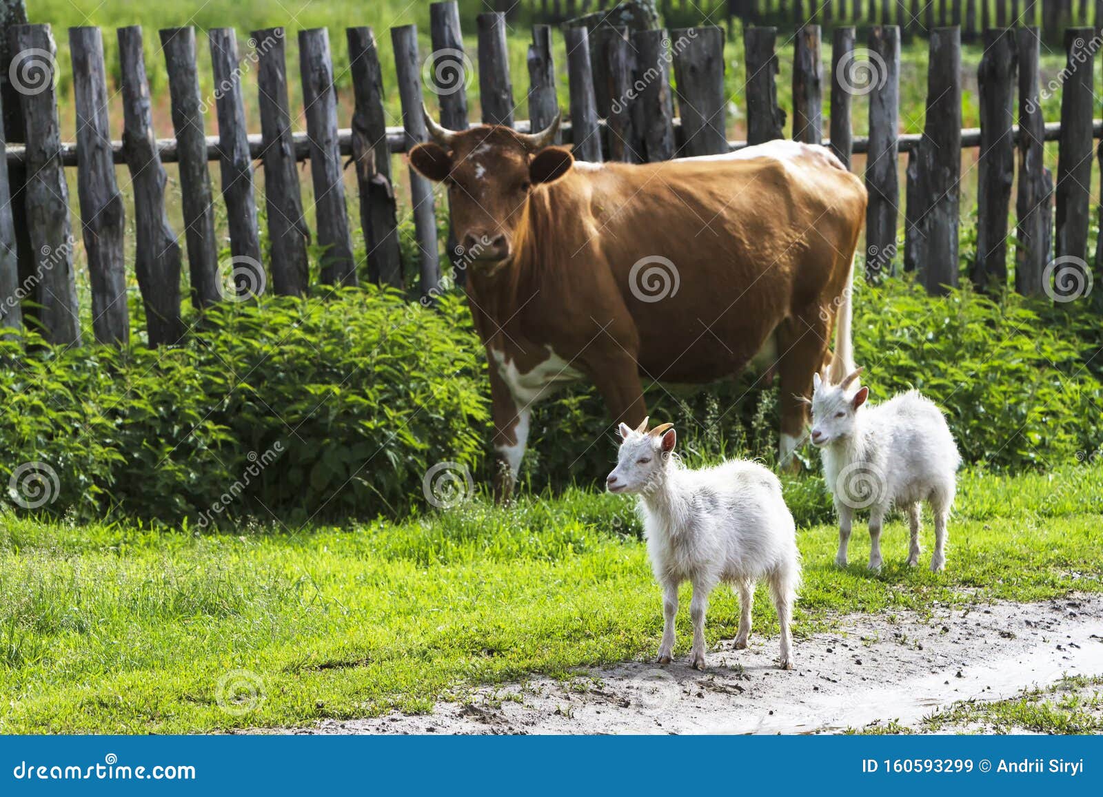Cow and Goats in the Village. Stock Image - Image of fence, herd: 160593299