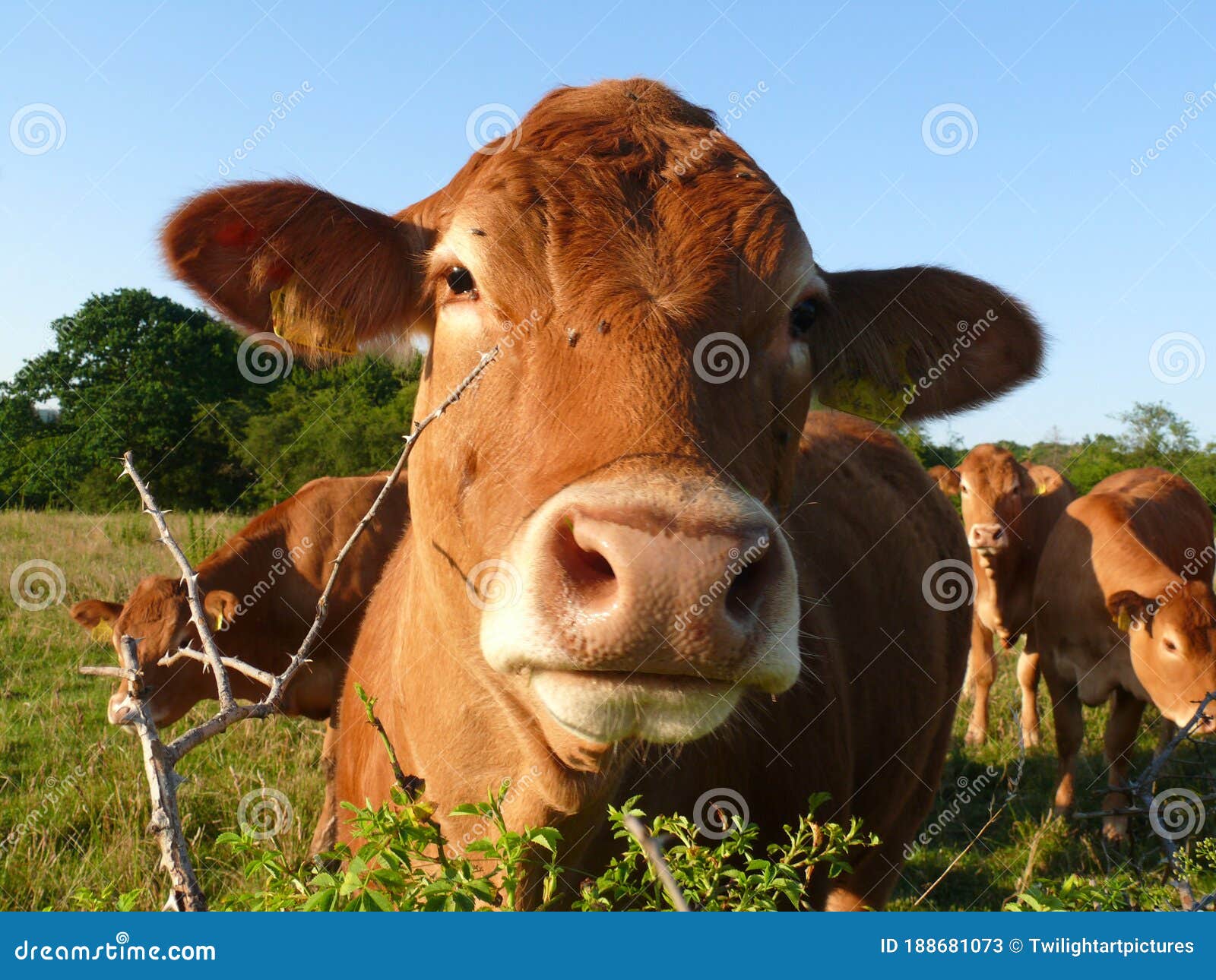 And the cow goes moo stock image. Image of green, milking - 188681073