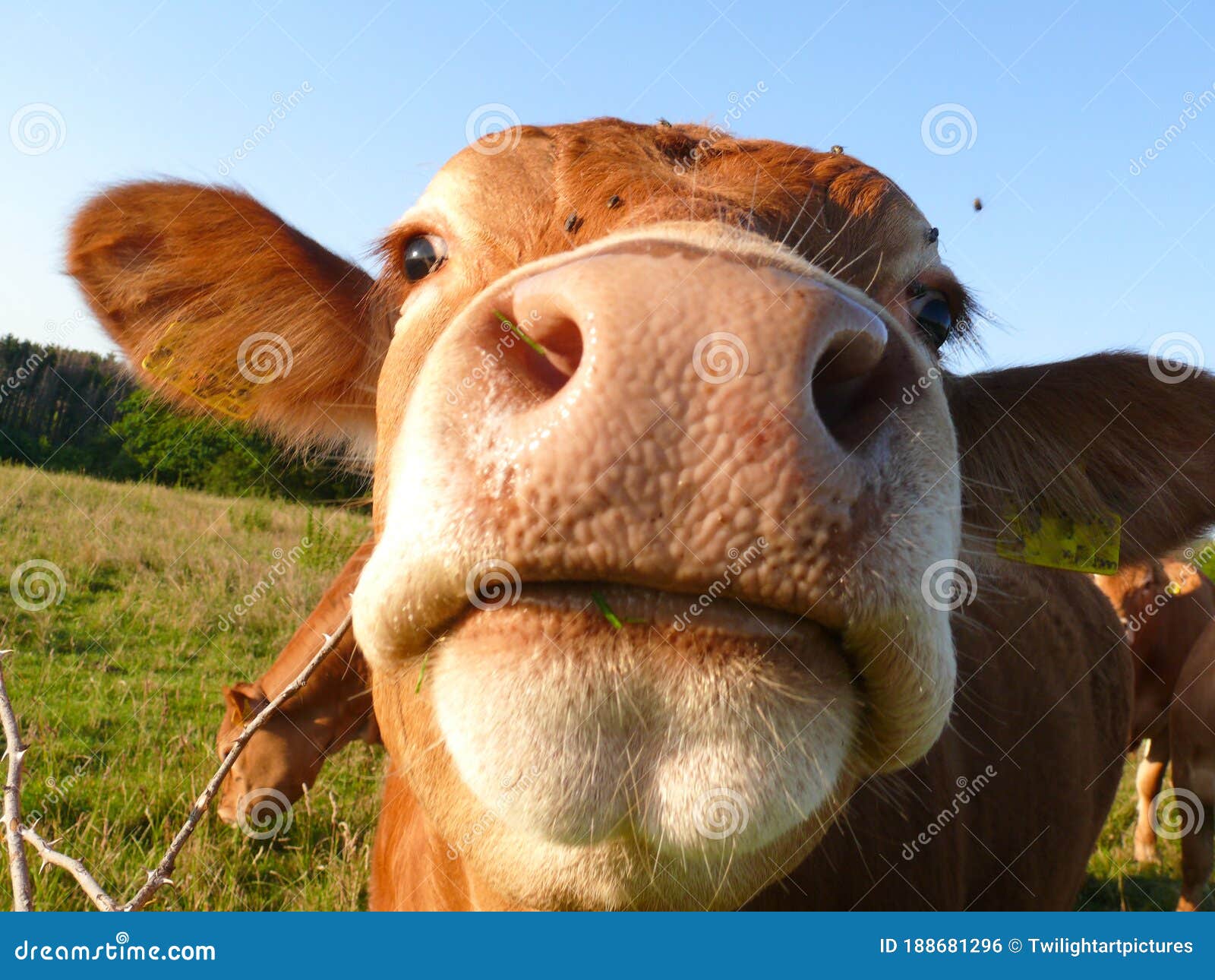 And the cow goes moo stock photo. Image of german, farm - 188681296