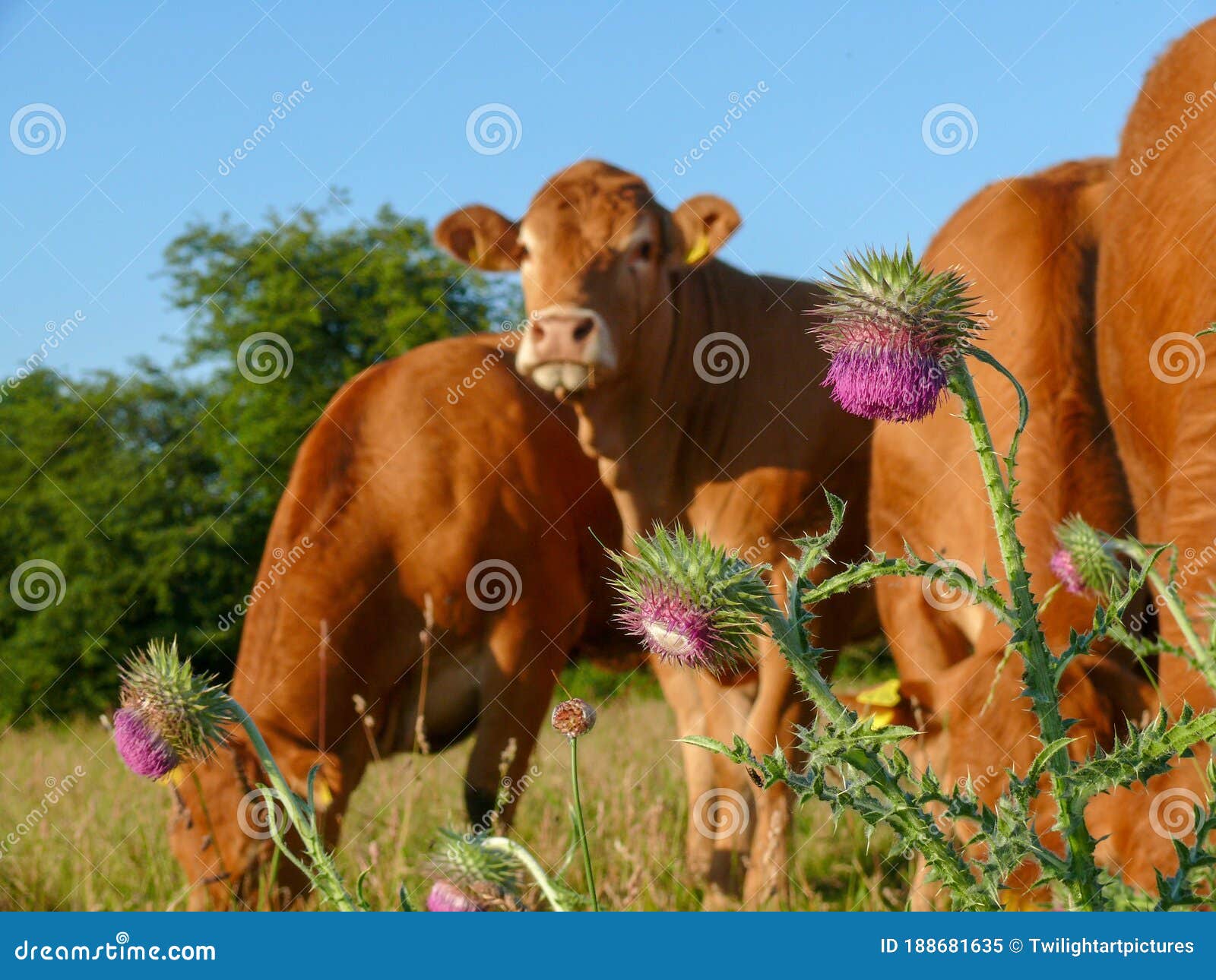 And the cow goes moo stock image. Image of green, nature - 188681635