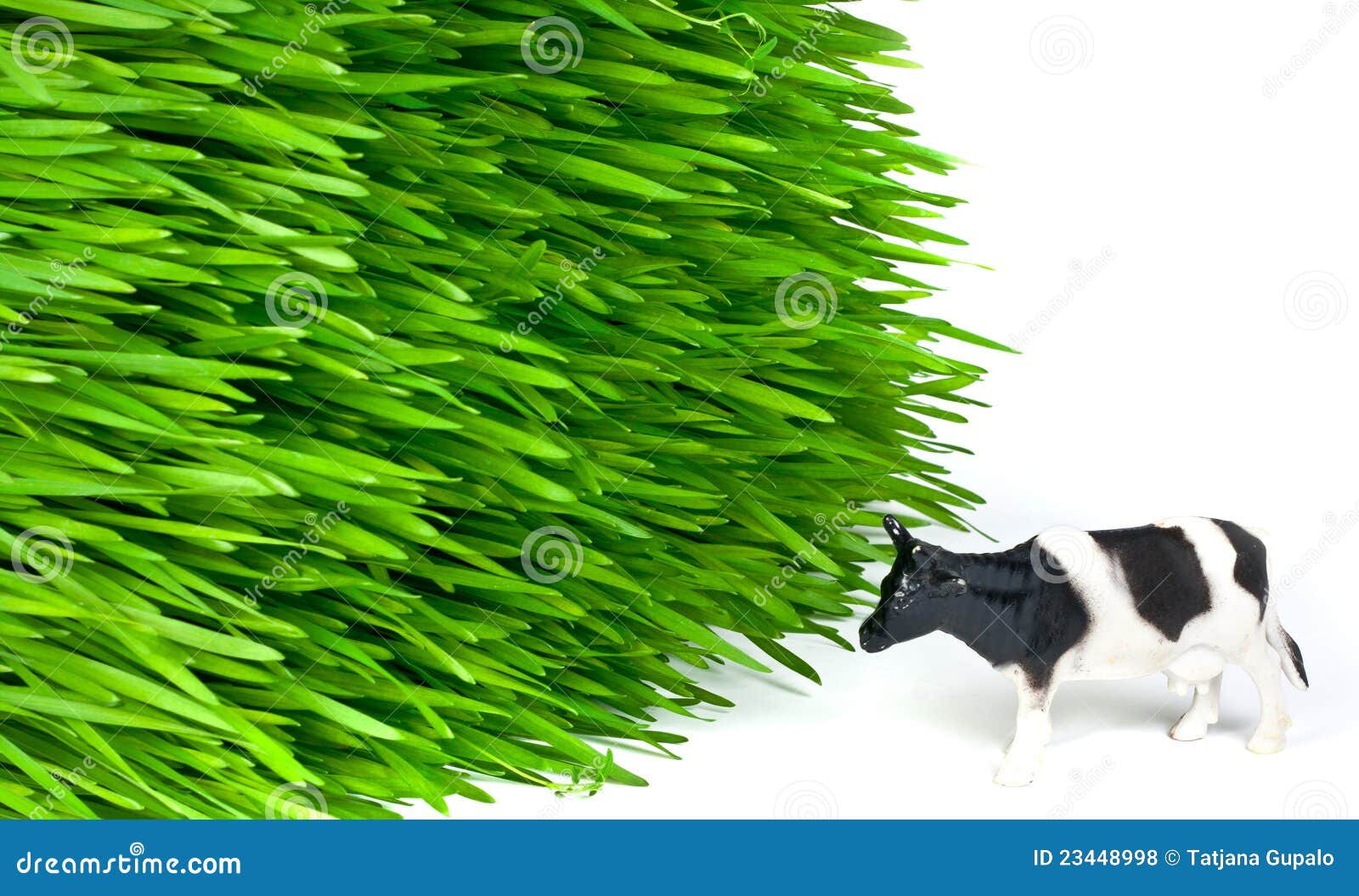 Cow goes near a grass stock photo. Image of garden, animal - 23448998