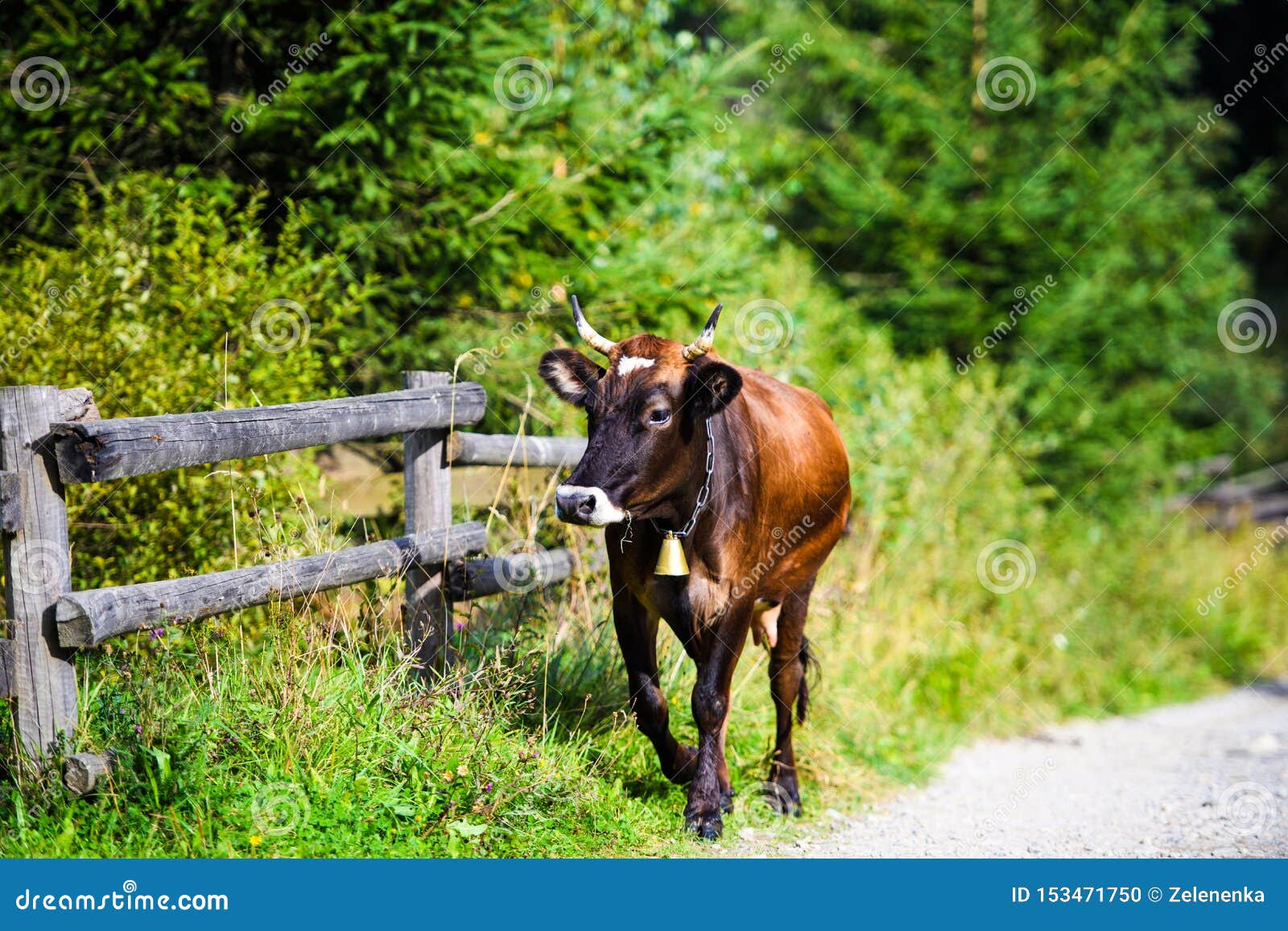 Cow Goes on the Road, Returned Home from Pasture Stock Photo - Image of ...