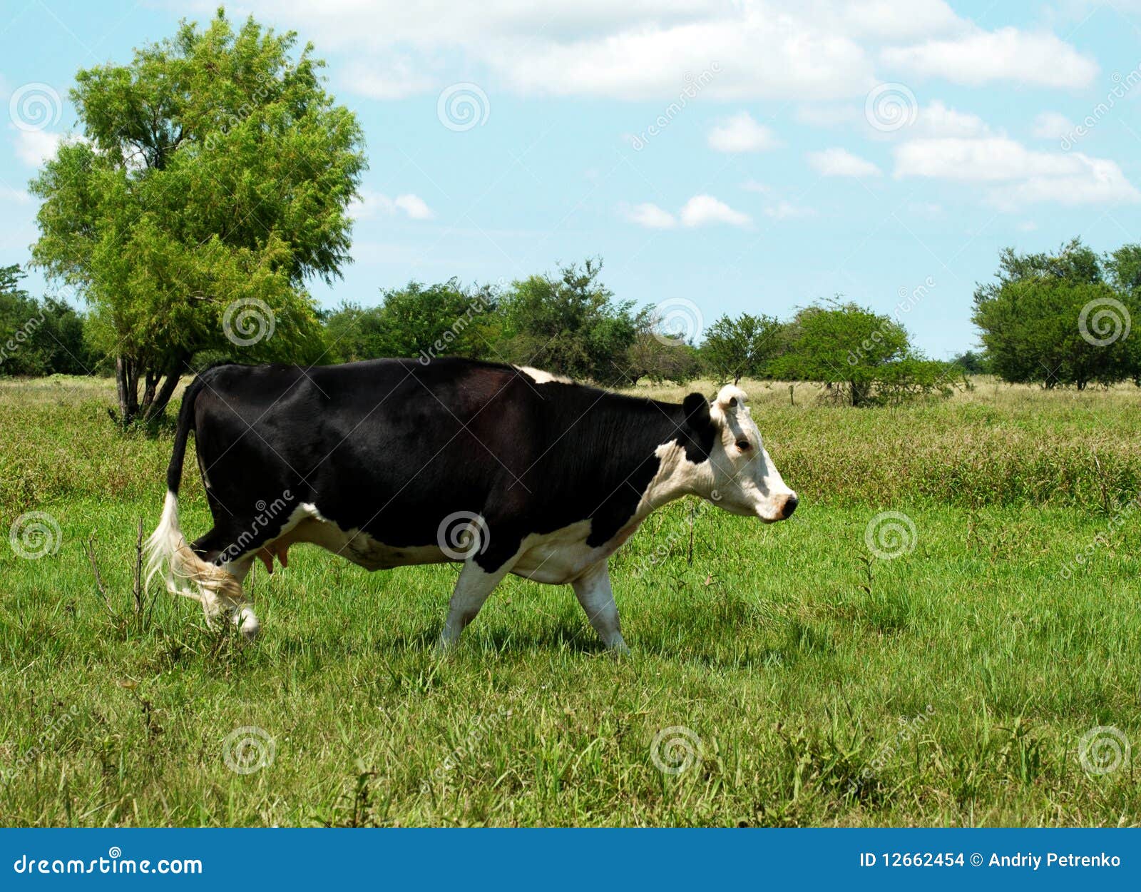 The cow on the grass stock photo. Image of field, rural - 12662454