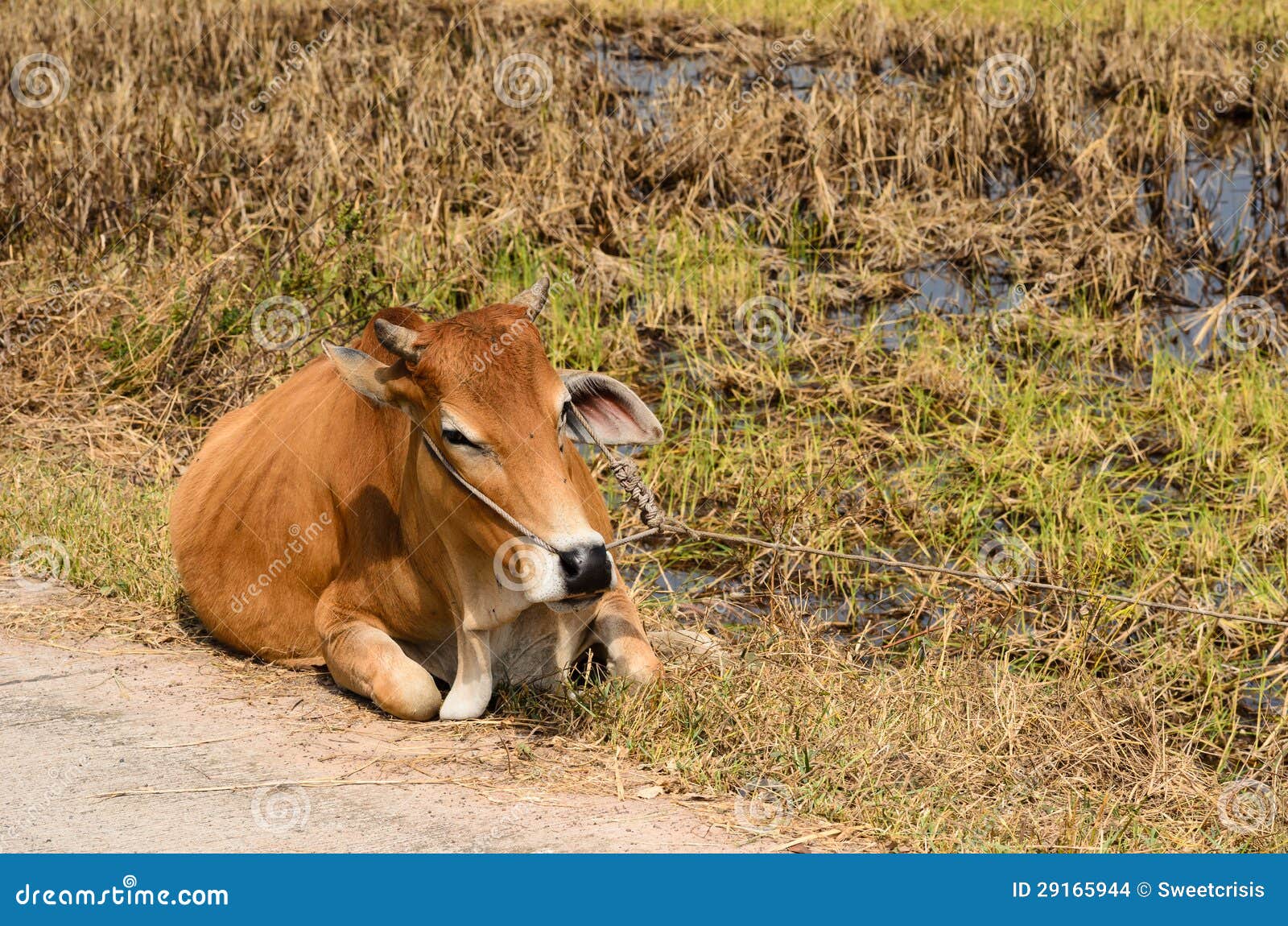 Cow on grass stock photo. Image of summer, rural, nature - 29165944