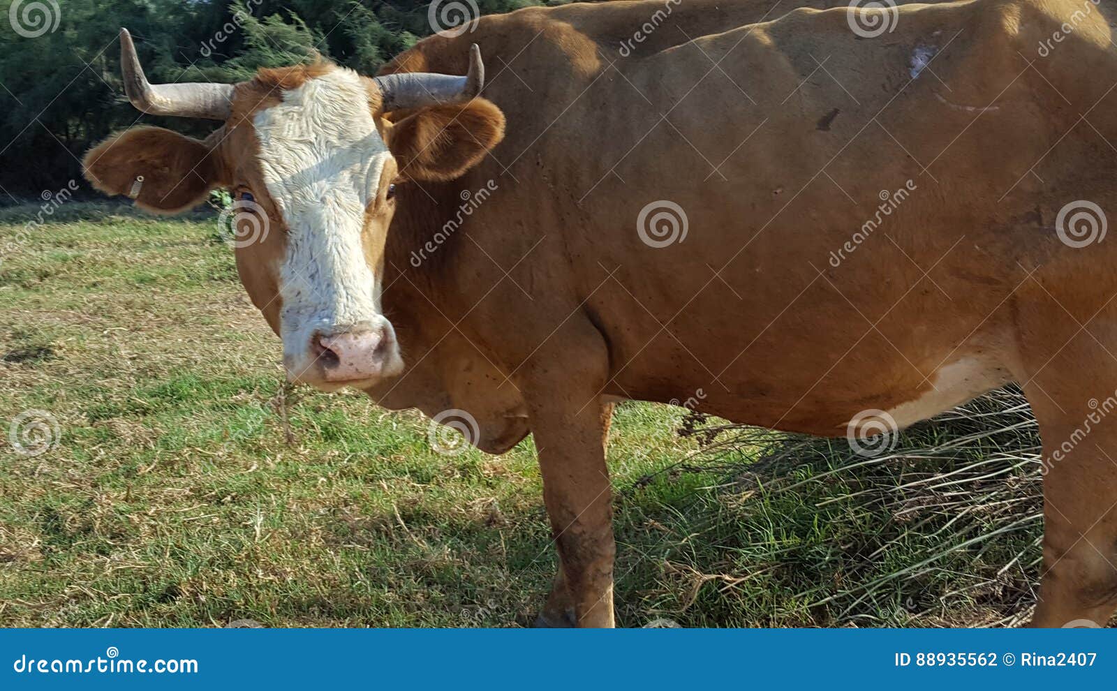 Cow stock photo. Image of grass, nature, animal - 88935562