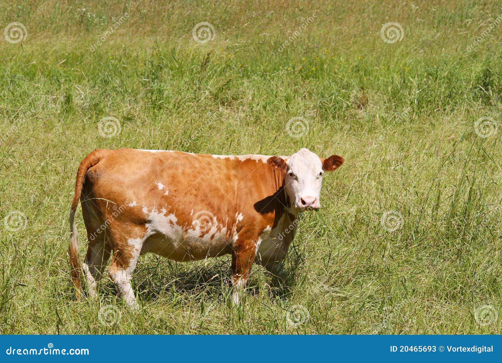 Cow on grass field stock image. Image of livestock, large - 20465693