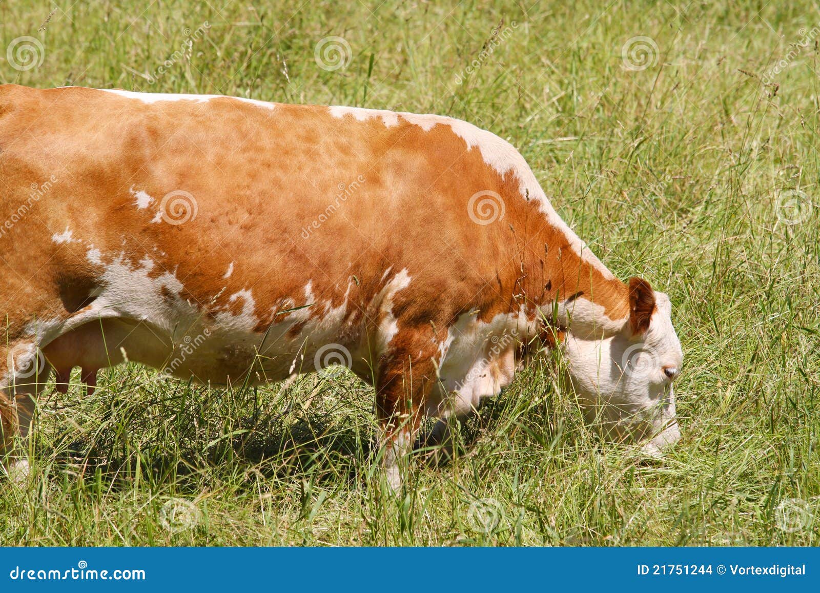 Cow on grass field stock photo. Image of livestock, field - 21751244