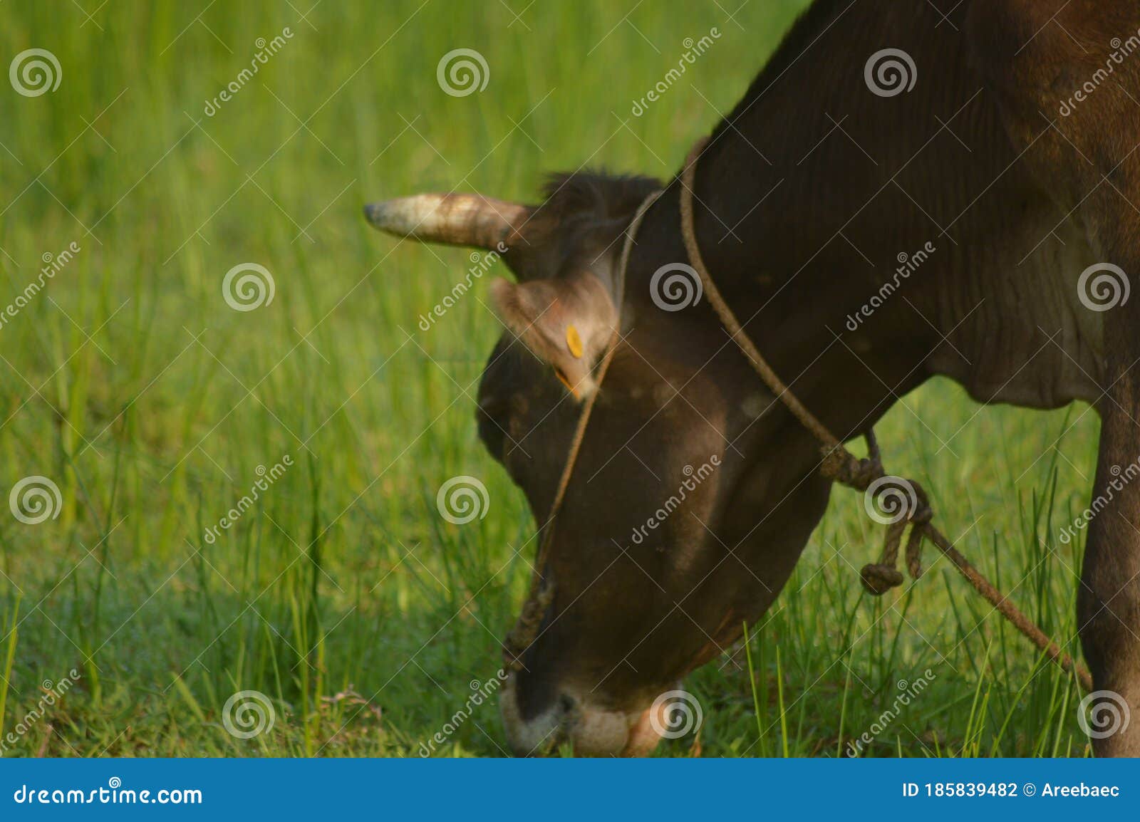 Cow on grass field stock photo. Image of herd, wildlife - 185839482