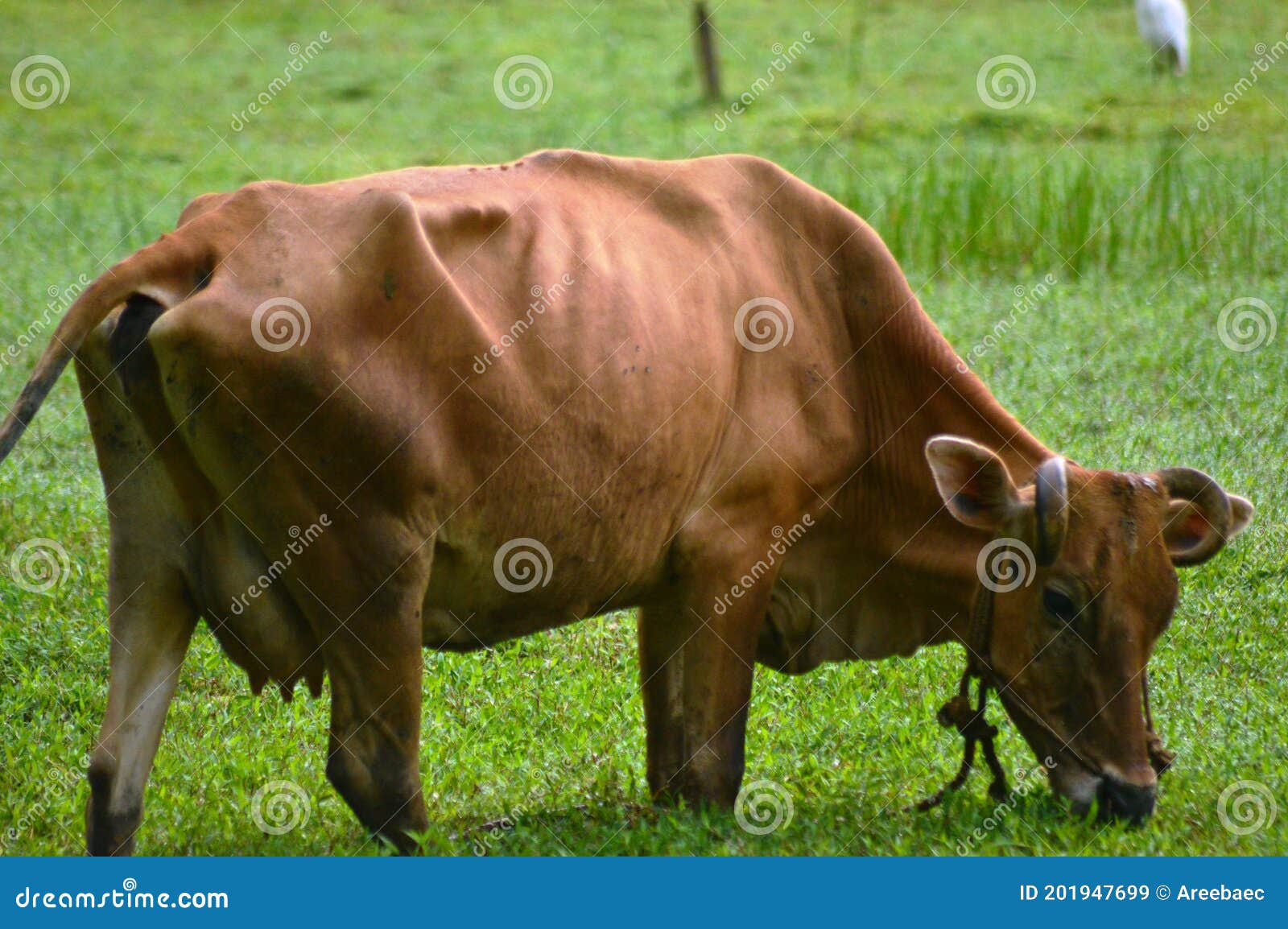 Cow on the grass field stock image. Image of mammal - 201947699