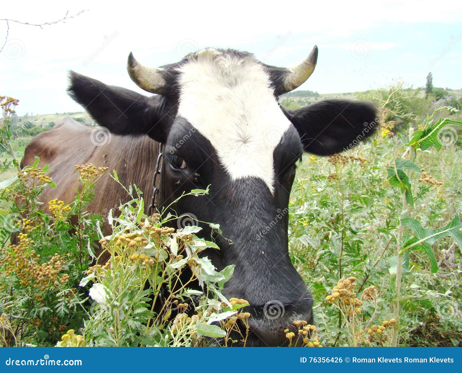 Cow on the grass. stock photo. Image of grass, white - 76356426