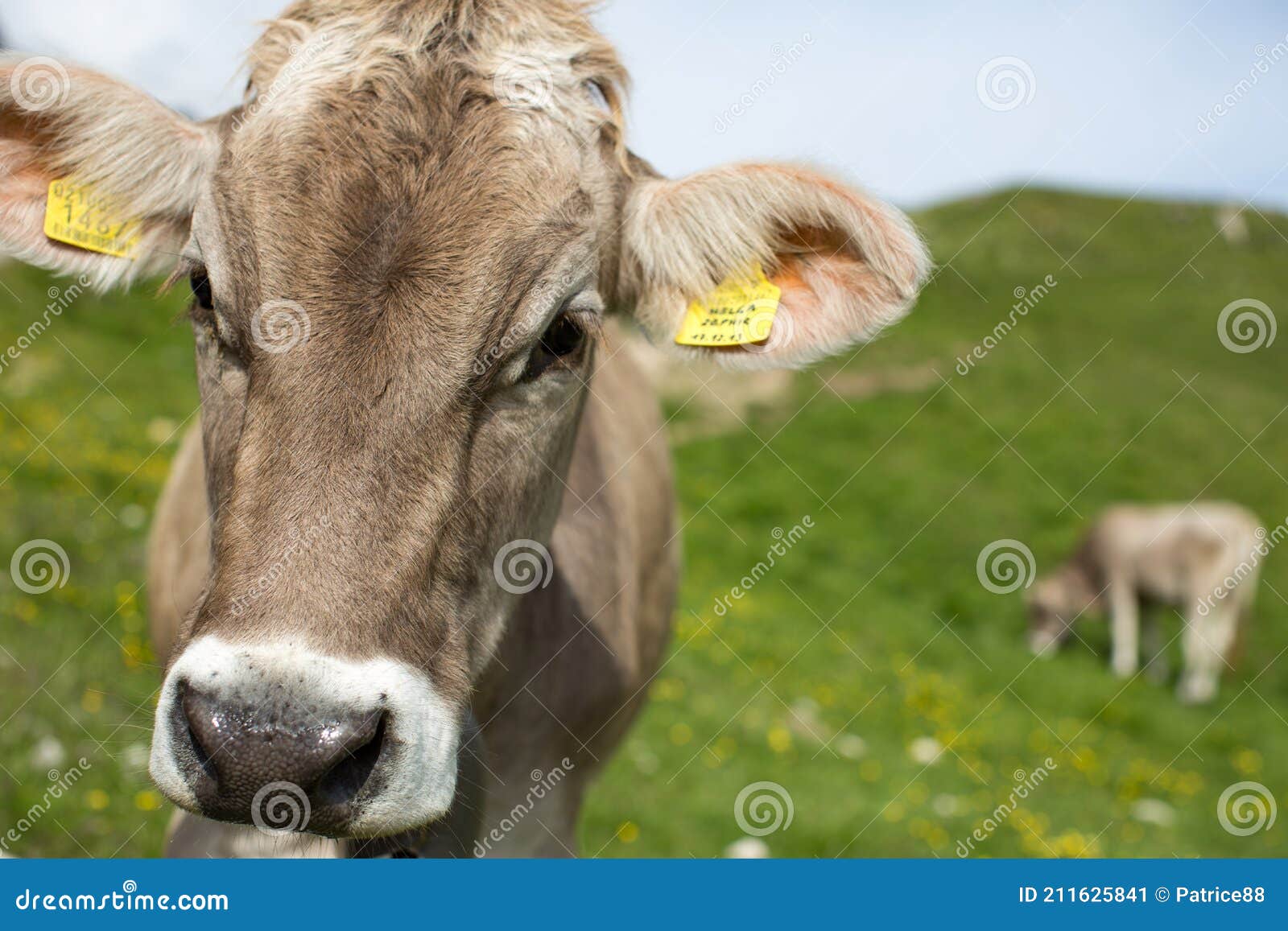 Cow on Grass, Cow Head in Focus and Backround Out of Focus. Shallow ...