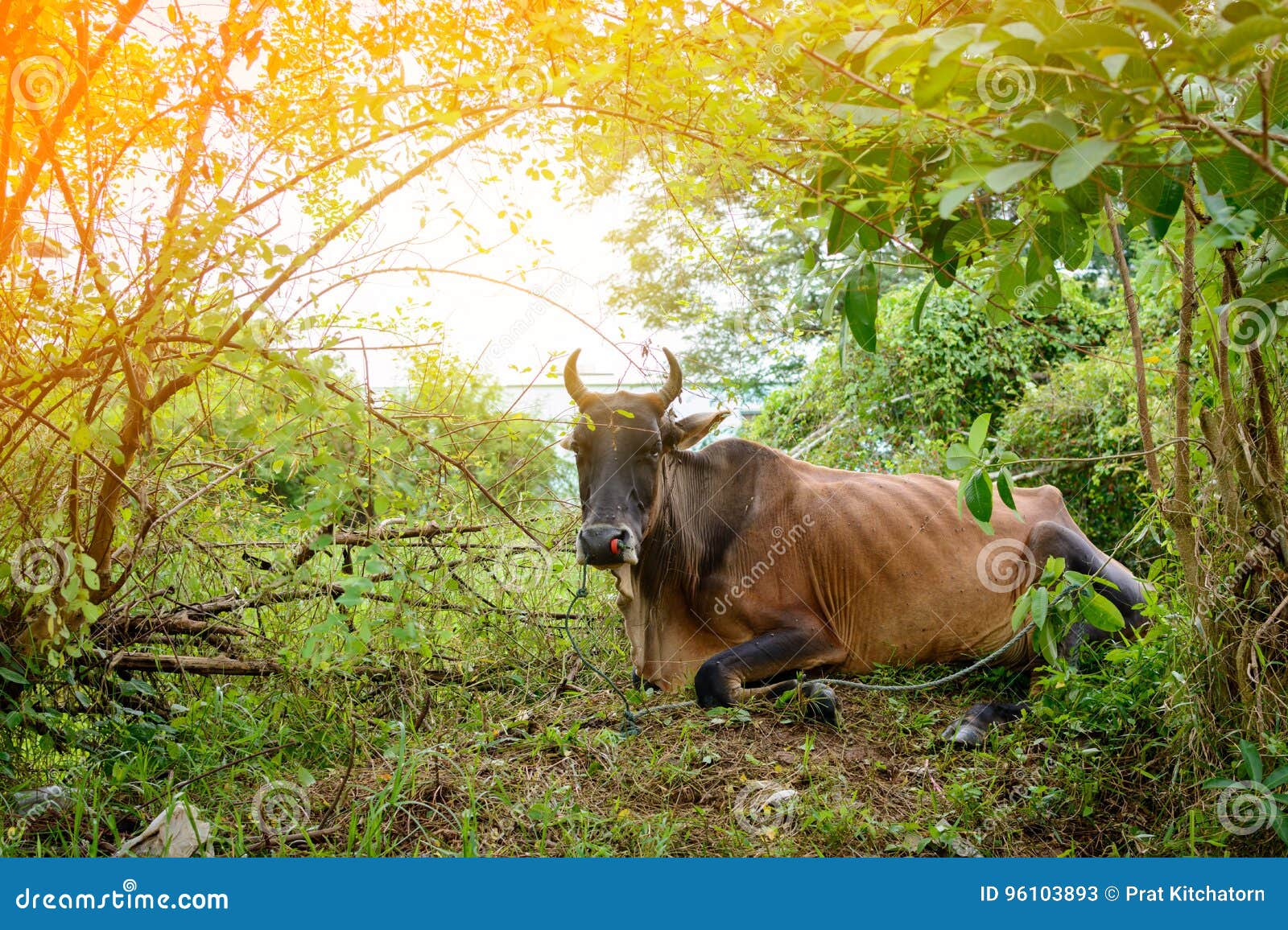 Cow on Grass Insect on Body Stock Image - Image of eating, herd: 96103893