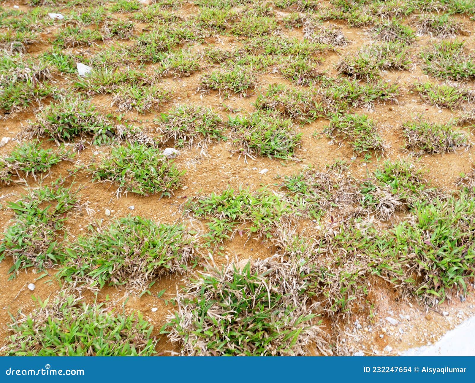 Cow Grass is Planted Using the Spot Turfing Method. Stock Photo - Image ...