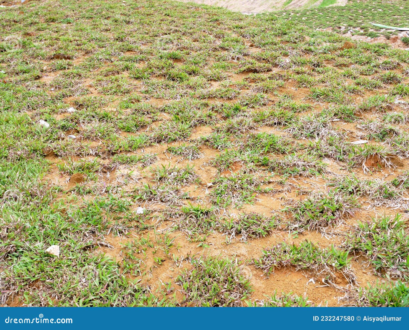 Cow Grass is Planted Using the Spot Turfing Method. Stock Photo - Image ...