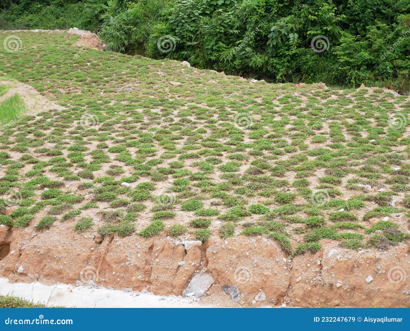 Cow Grass is Planted Using the Spot Turfing Method. Stock Image - Image ...