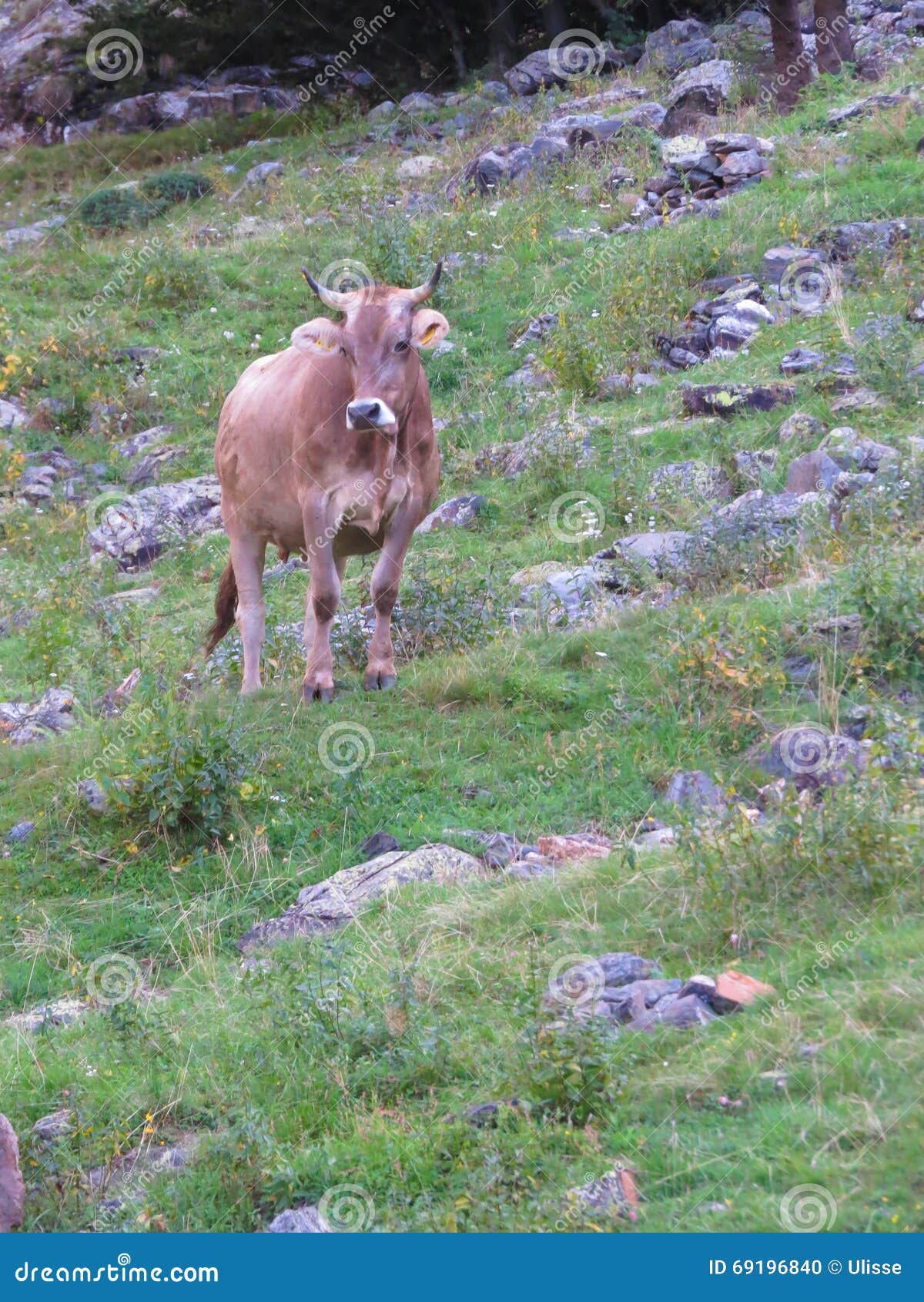 Cow on a grass stock photo. Image of cattle, friesian - 69196840