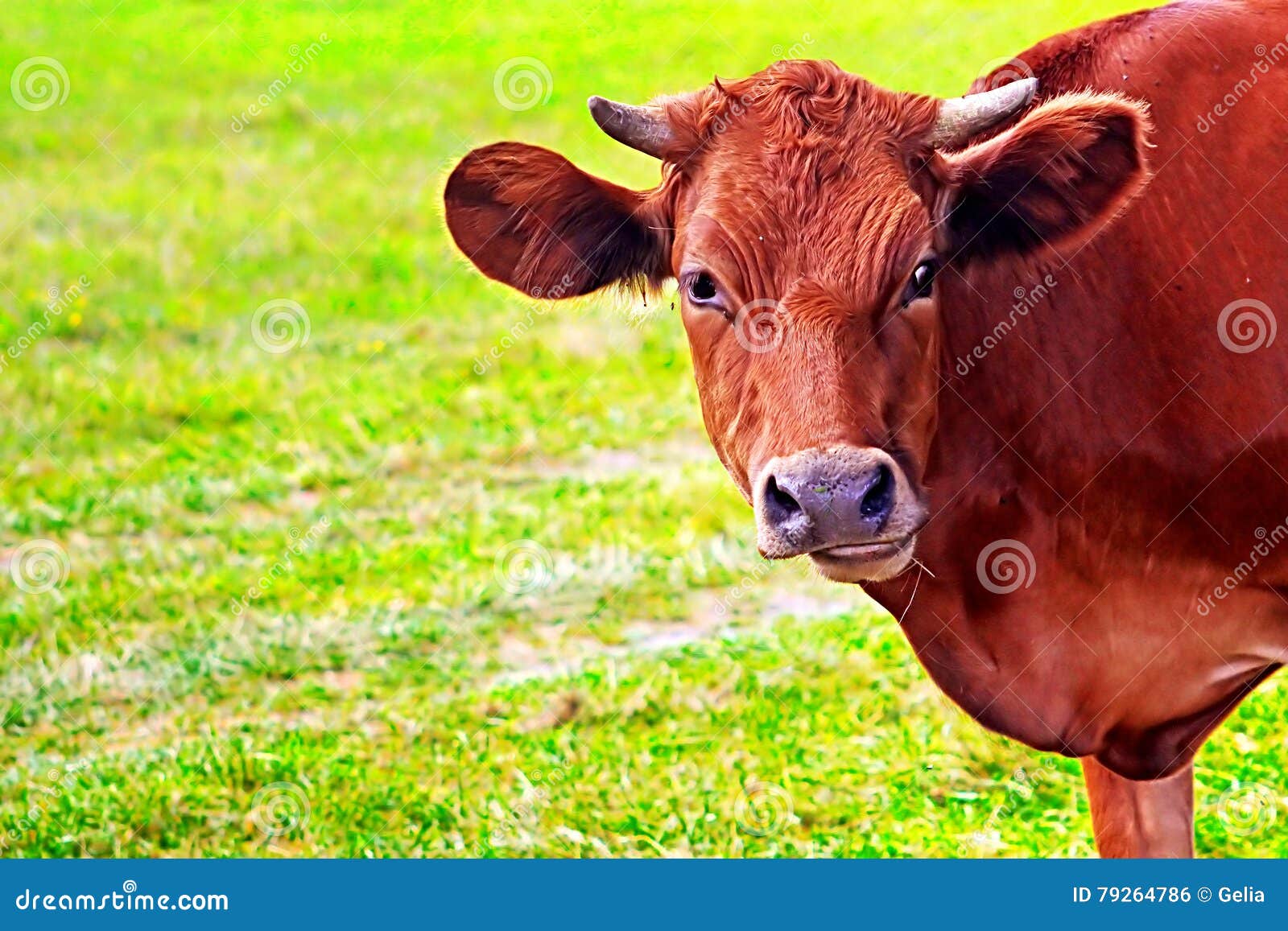 Cow graze on the grass stock photo. Image of flower, beef - 79264786