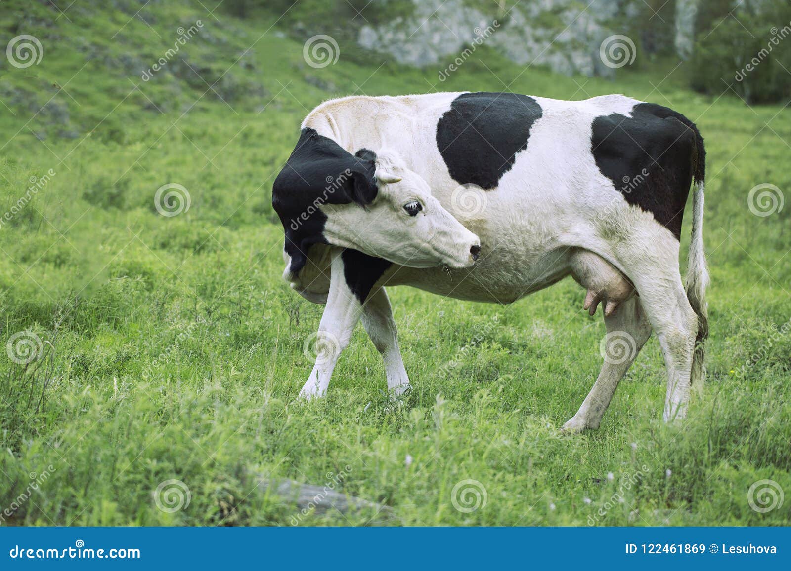 Cow graze in the meadow stock image. Image of cattle - 122461869